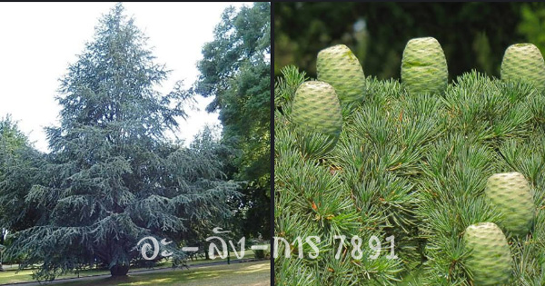 ต้นสนซีดาร์( Cedar ) - อะ-ลัง-การ 7891