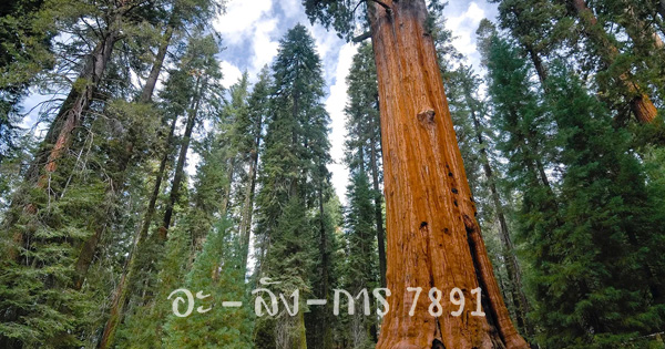ต้น Sequoia ในสหรัฐ ต้นไม้ที่มีอายุยืนที่สุดในโลก - อะ-ลัง-การ 7891
